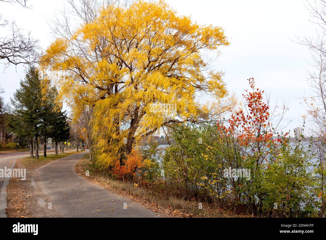 Bright golden autumn tree between the walking and biking path and Lake ...