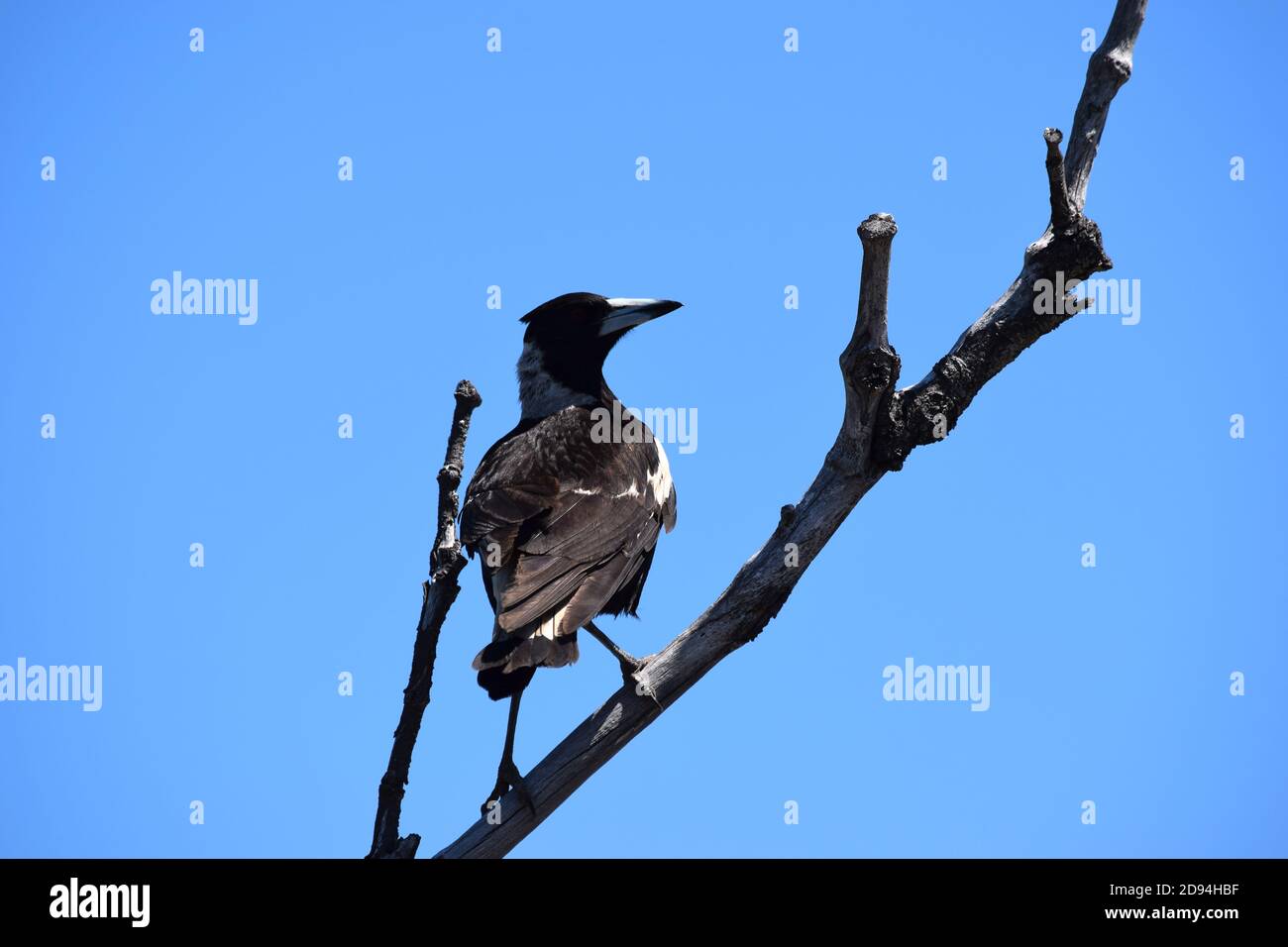 Australian Magpie (Gymnorhina tibicen) in Noosa National Park, Sunshine ...
