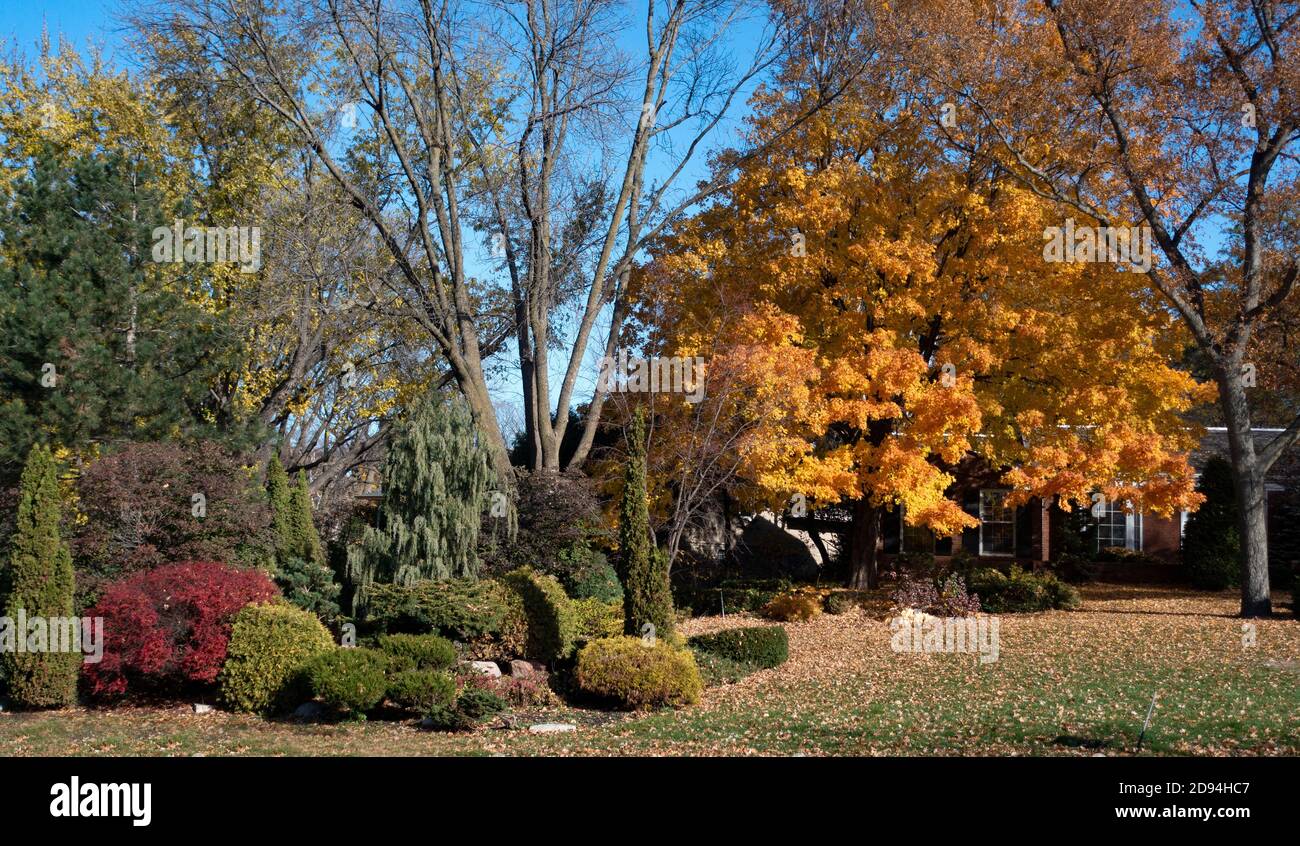 Autumn foliage in the front yard of a home along the North Mississippi ...