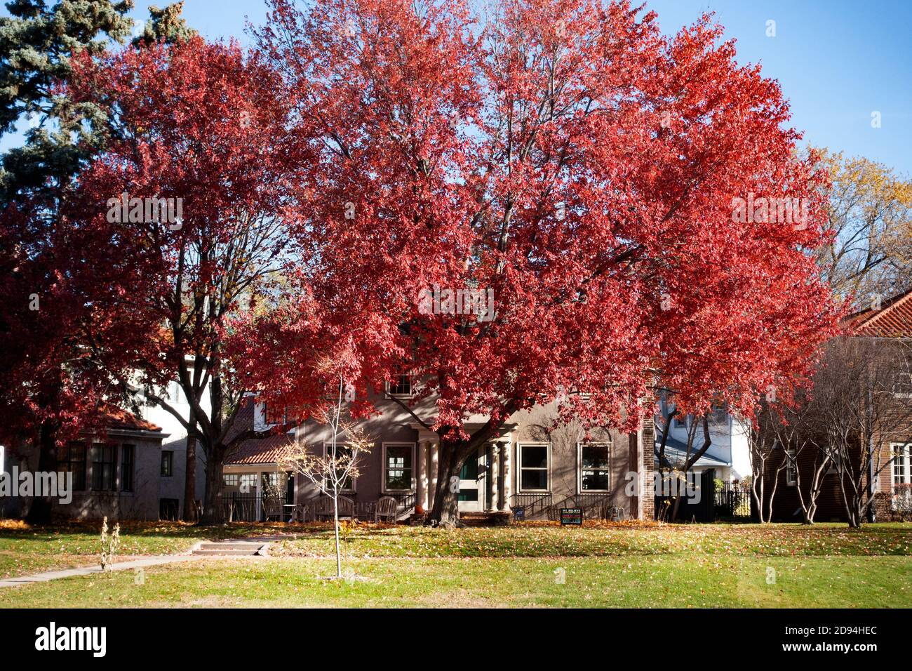 Fall colorful tree turned red in the front yard of a home. St Paul ...