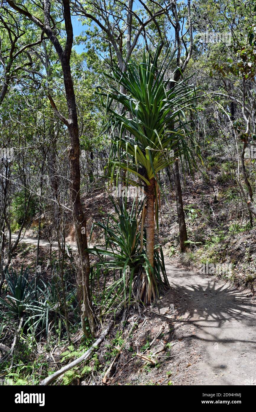 Tropical plant noosa national hi-res stock photography and images - Alamy