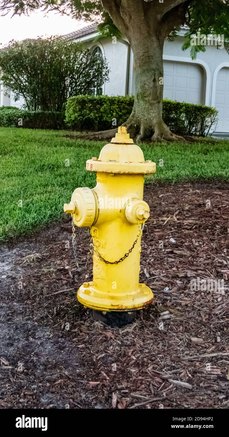 Yellow fire hydrant surrounded by mulch and wood chips with green grass ...