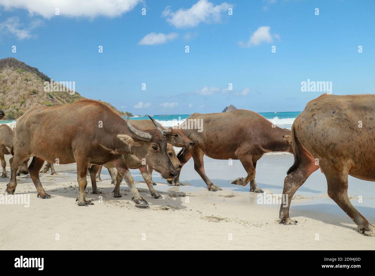 group of water buffalo. Wild Water Buffalo on Selong Belanak Beach ...