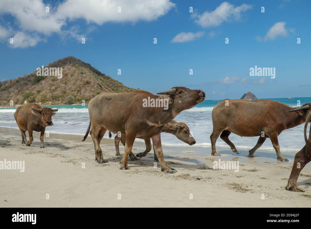 group of water buffalo. Wild Water Buffalo on Selong Belanak Beach ...