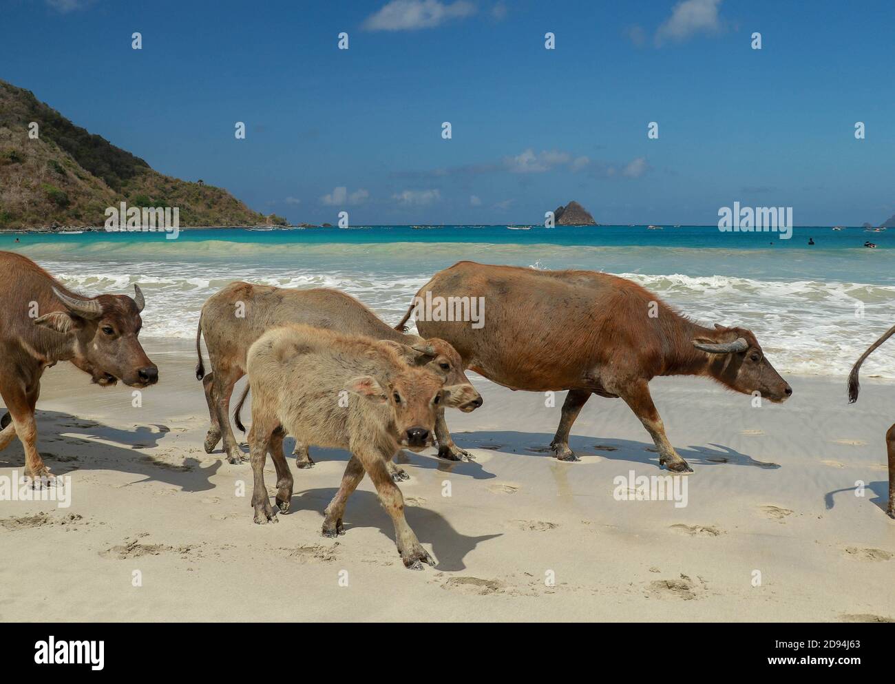 Cute baby water buffalo walking on the beach Stock Photo - Alamy