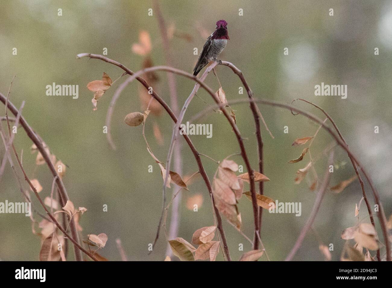 Anna's Hummingbird in Mesa, Arizona Stock Photo - Alamy