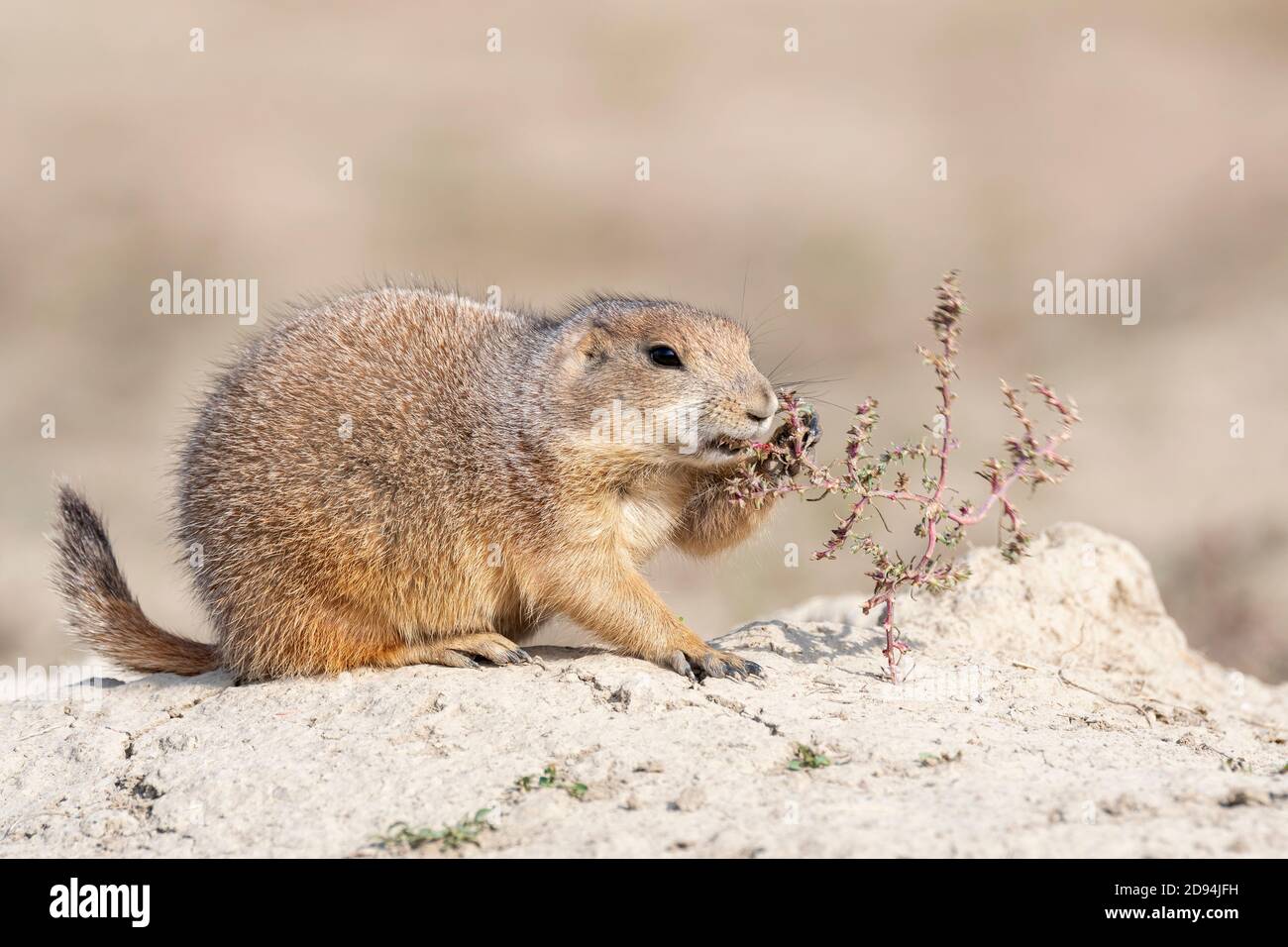 Russian thistle hi-res stock photography and images - Alamy