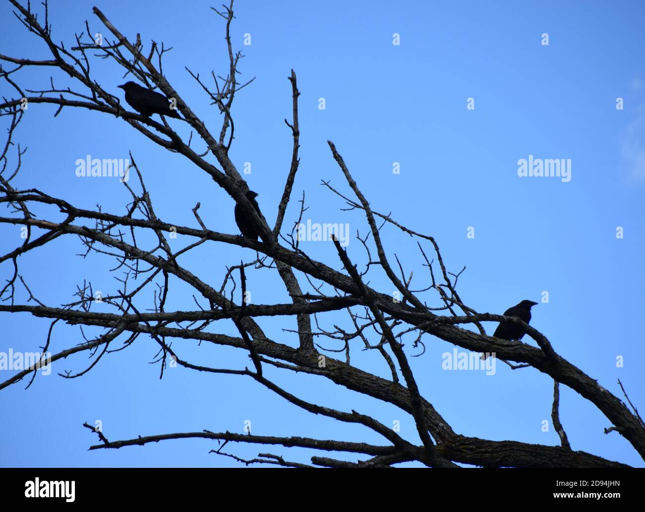 Murder of crows hi-res stock photography and images - Alamy