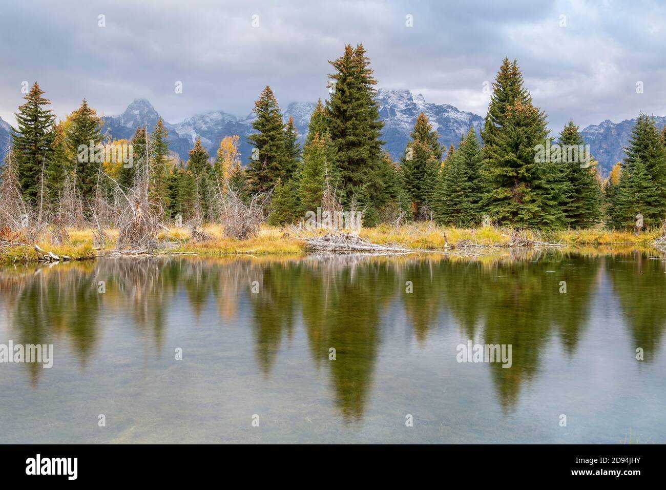 Conifers coniferous trees hi-res stock photography and images - Alamy