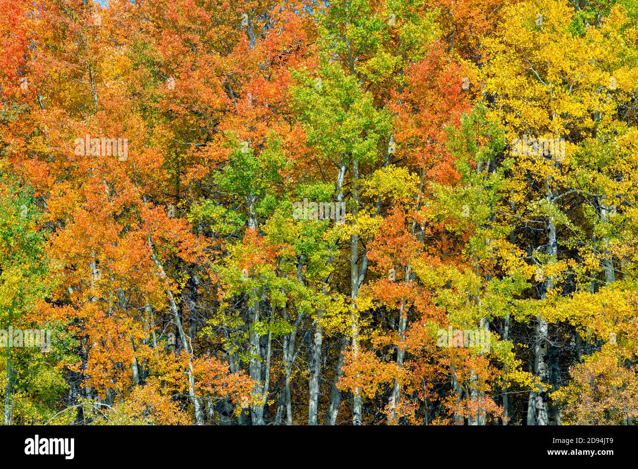 Quaking Aspens (Populus tremuloides), Autumn colors, Grand Tetons NP ...
