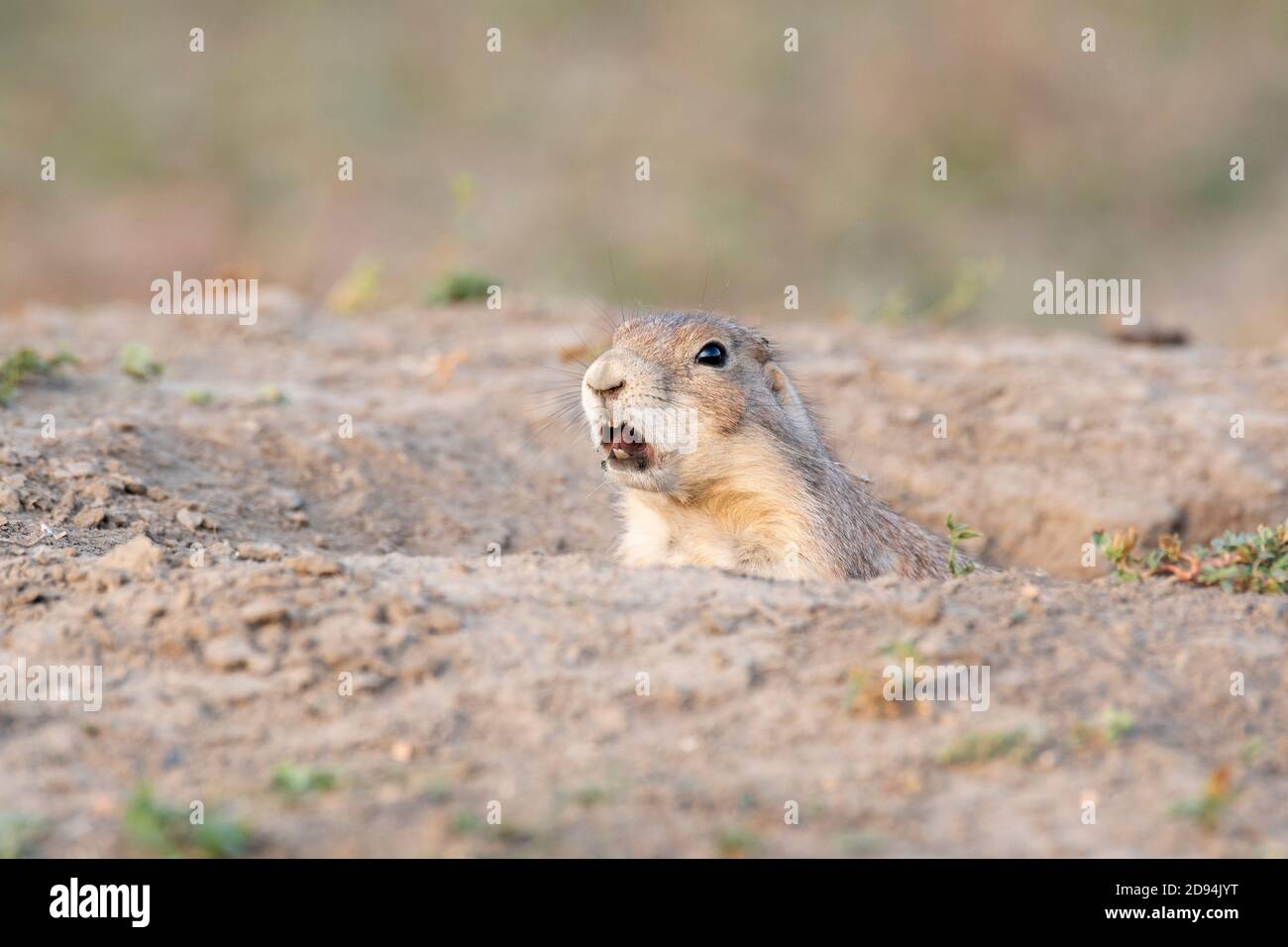 Dog alarm hi-res stock photography and images - Alamy