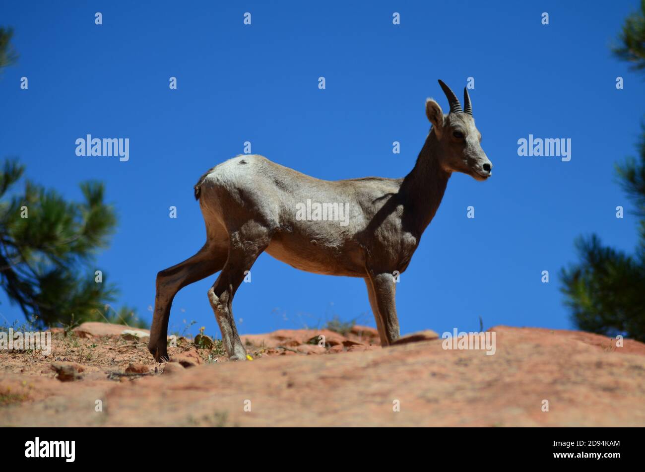 Mountain goat in zion hi-res stock photography and images - Alamy