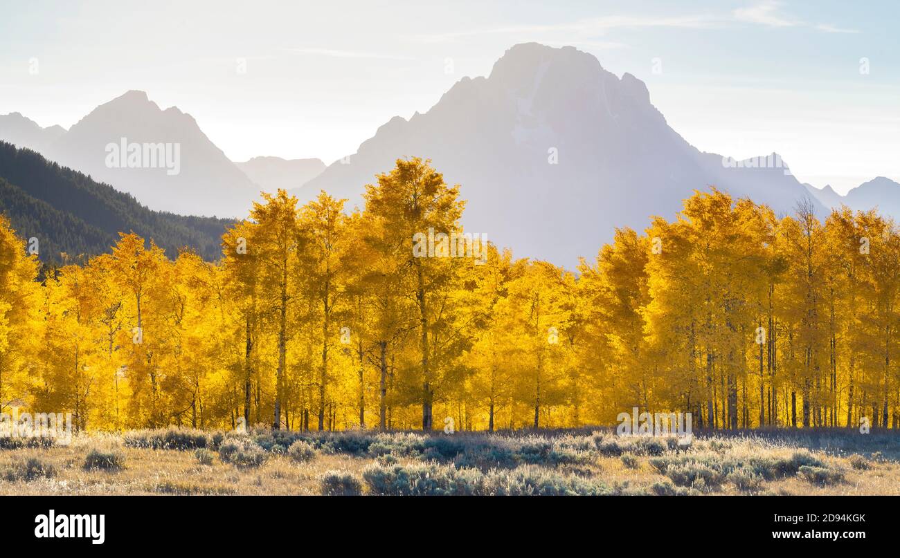 Quaking Aspens, Autumn colors, Mt Moran, Grand Tetons NP, WY, USA, by ...