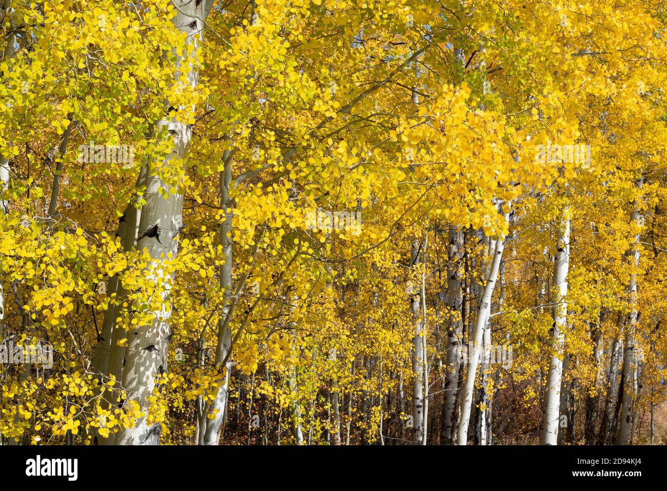 Quaking Aspens (Populus tremuloides), Autumn colors, Grand Tetons NP ...