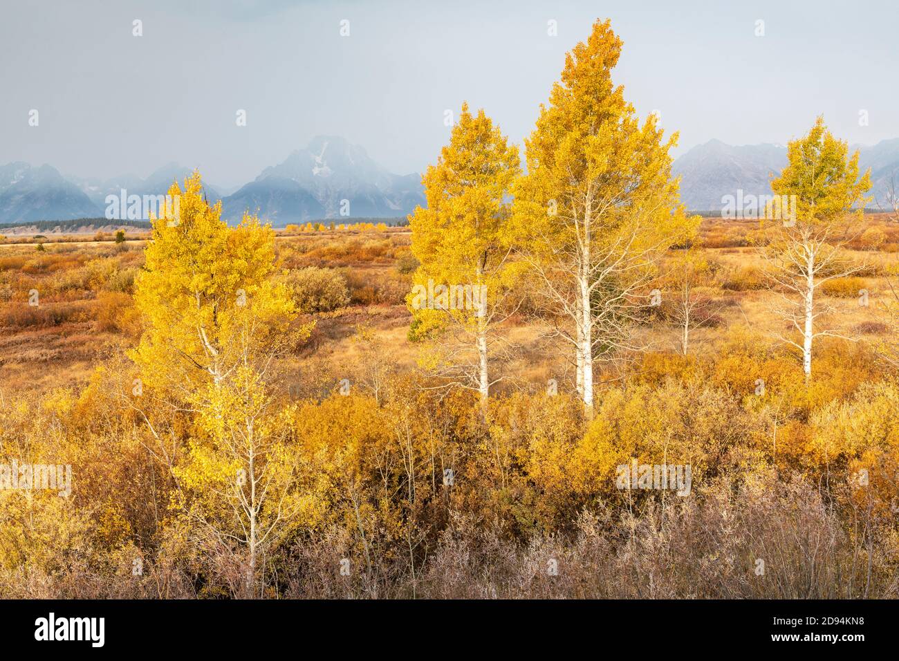 Autumn colors, Aspens and Willows, Willow Flats, Grand Teton NP ...