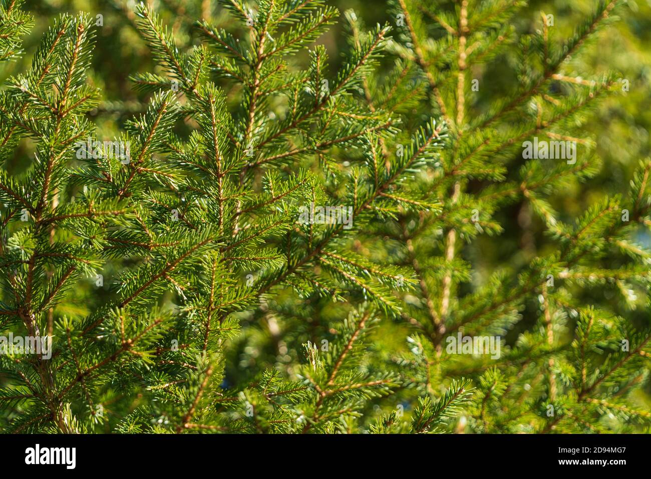 Natural evergreen branches with needles of Christmas tree in pine ...