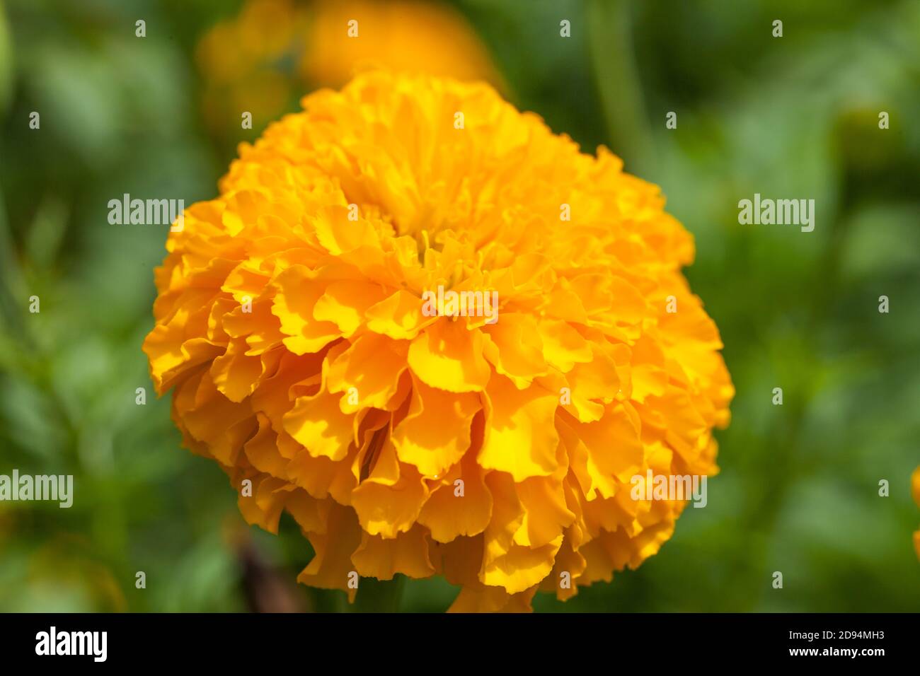 Indigenous cosmos hi-res stock photography and images - Alamy