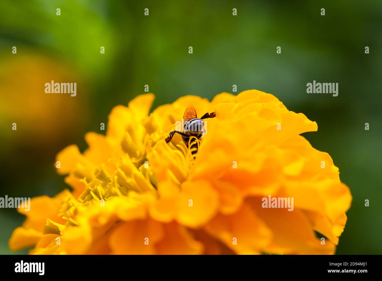 Indigenous cosmos hi-res stock photography and images - Alamy