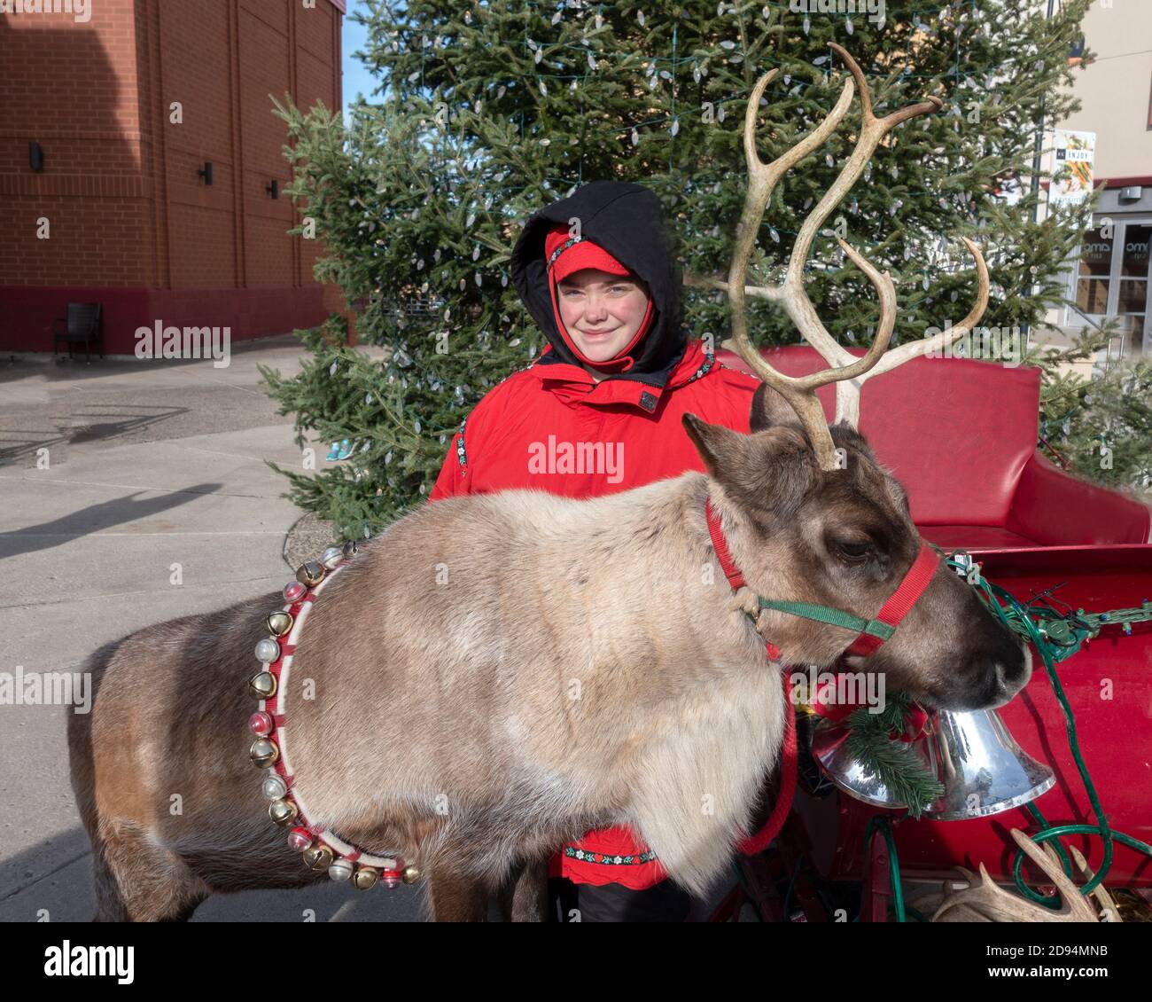 Teenage trainer in red outfit managing a reindeer Christmas season ...