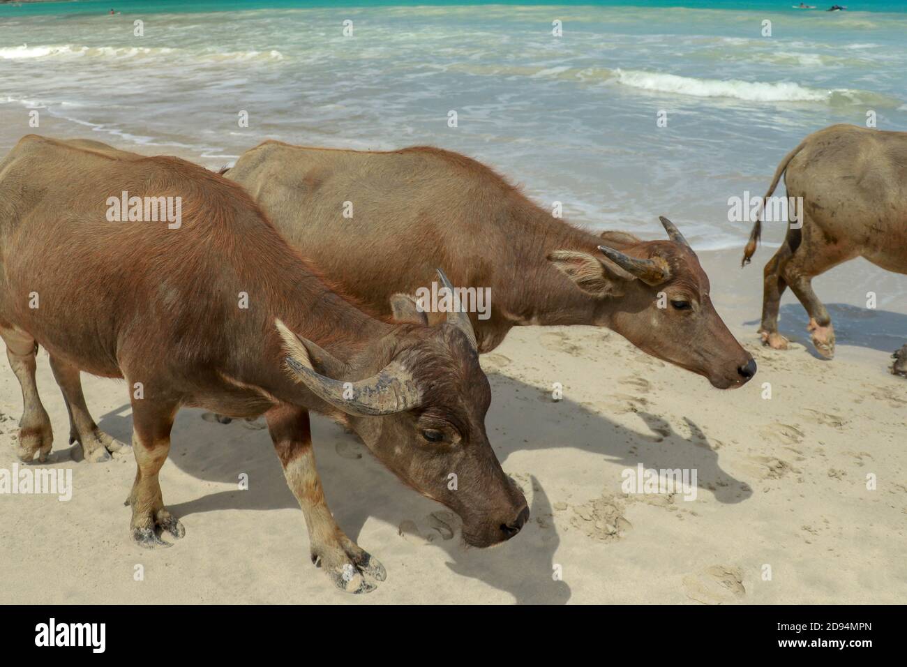 group of water buffalo. Wild Water Buffalo on Selong Belanak Beach ...