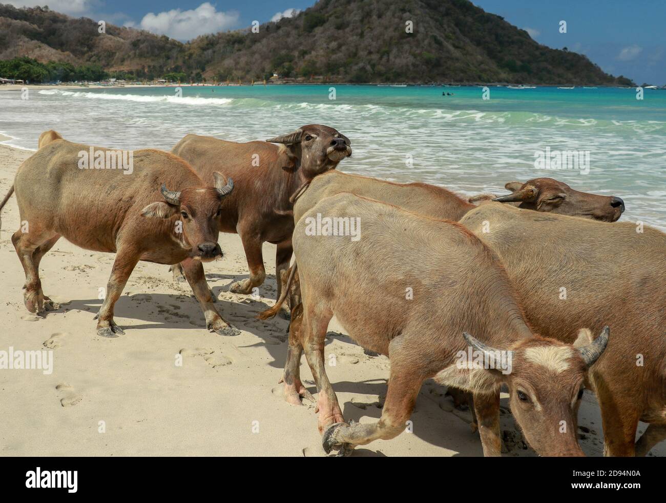 group of water buffalo. Wild Water Buffalo on Selong Belanak Beach ...