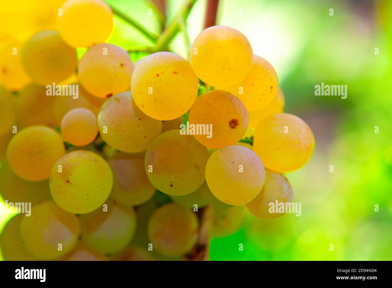 Golden tasty grape in the garden Stock Photo - Alamy