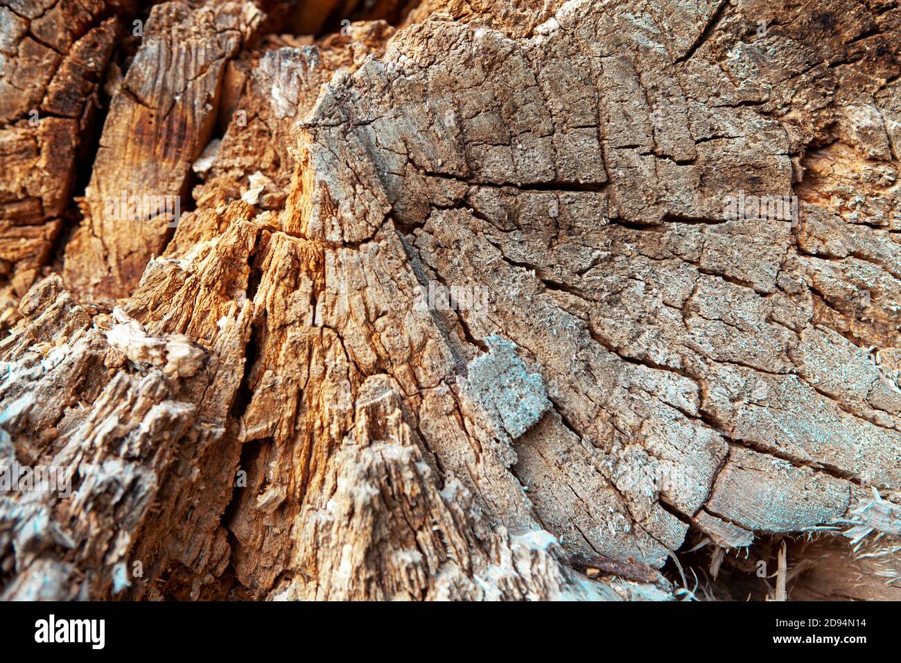 Rotten wooden structure of old tree Stock Photo - Alamy