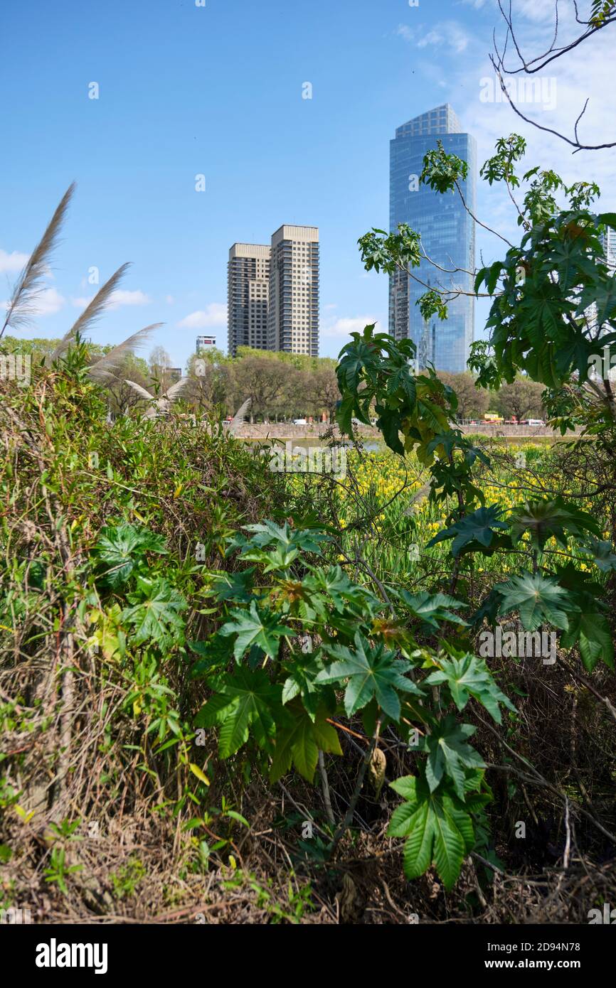Buenos Aires / Argentina; Oct 6 2020: In the foreground, vegetation of ...