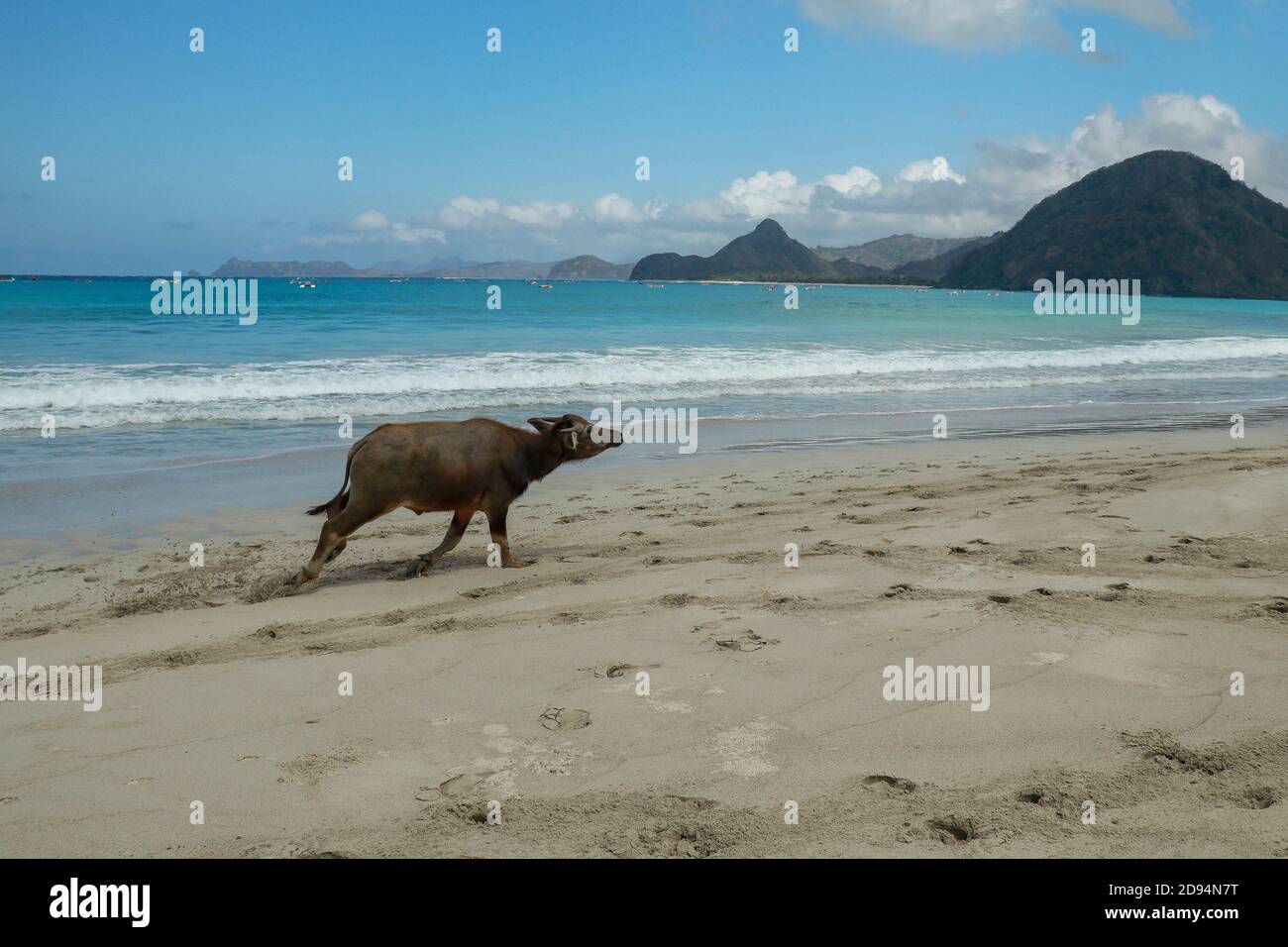 Cute baby water buffalo running on the beach Stock Photo - Alamy