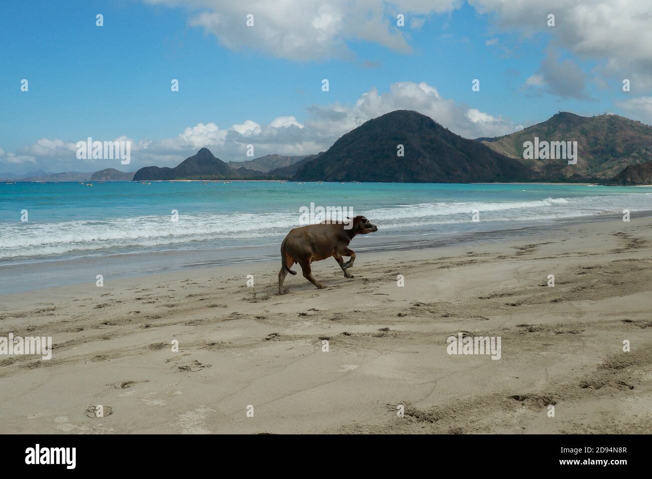 Cute baby water buffalo running on the beach Stock Photo - Alamy