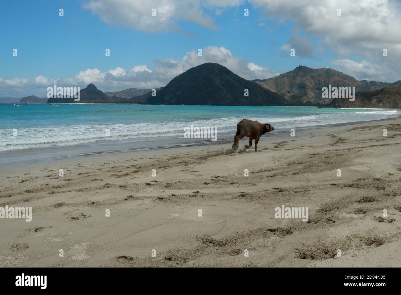 Cute baby water buffalo running on the beach Stock Photo - Alamy
