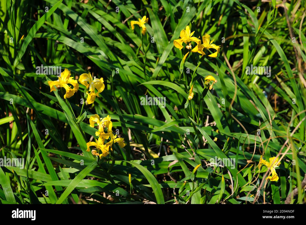 Yellow flags, also known as yellow iris or water flags, in bloom, in ...