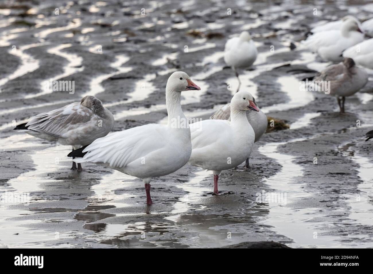 White snow goose at British Columbia Canada; north american Stock Photo ...