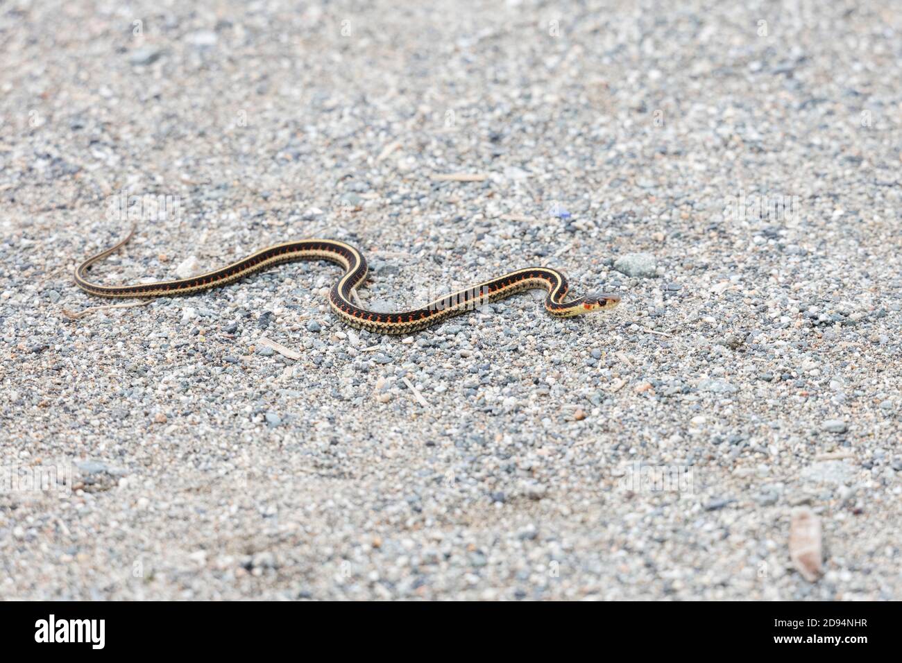 red garter snake at Vancouver BC Canada Stock Photo - Alamy