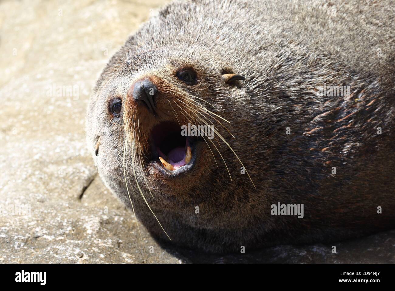 Fur Seal with mouth open showing large teeth Stock Photo - Alamy