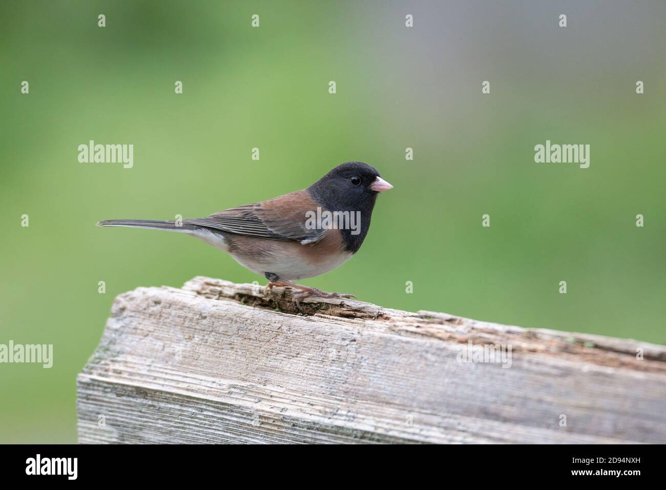 Dark eyed Junco bird at British Columbia Canada; north american Stock ...
