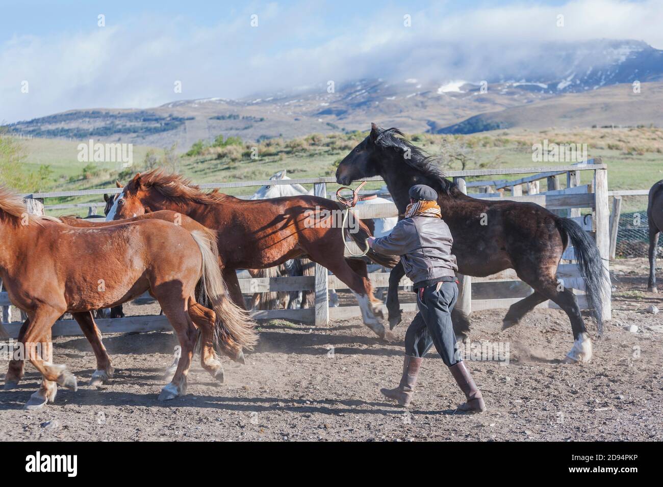 Cowboy gathering a group of horses, Torres del Paine National Park ...