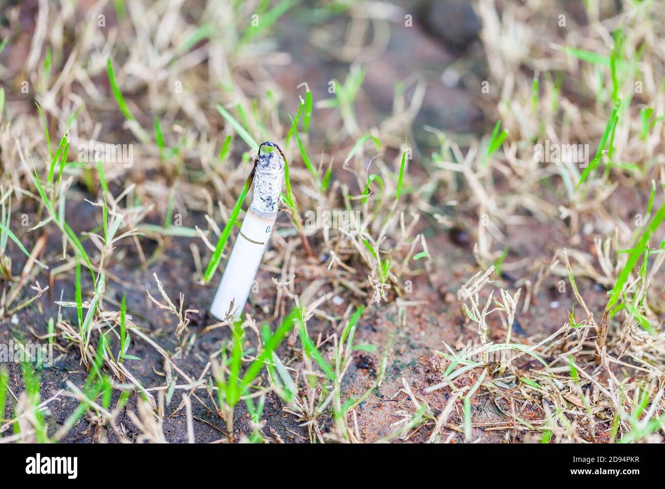 Image of cigarette is in the lawn ,Nature Stock Photo - Alamy