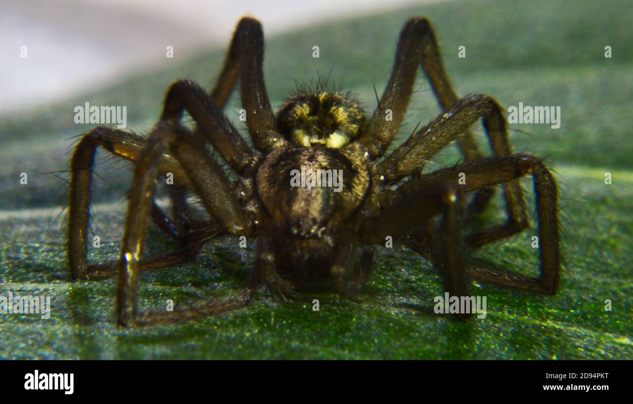 Spider Pic High Resolution Stock Photography and Images - Alamy