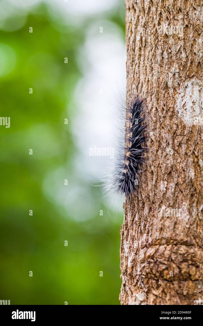 Woolly Bear High Resolution Stock Photography and Images - Alamy