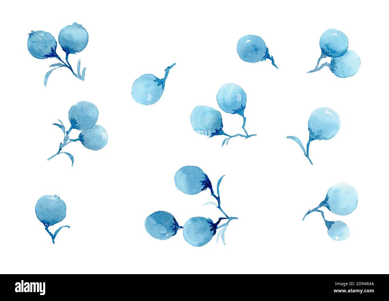 botanical set of blue berries. watercolor hand painting illustration ...