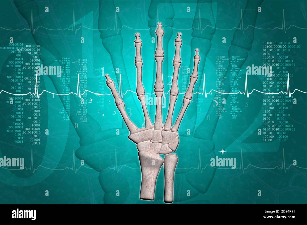 X ray wrist medical skeleton biology science anatomical hi-res stock ...