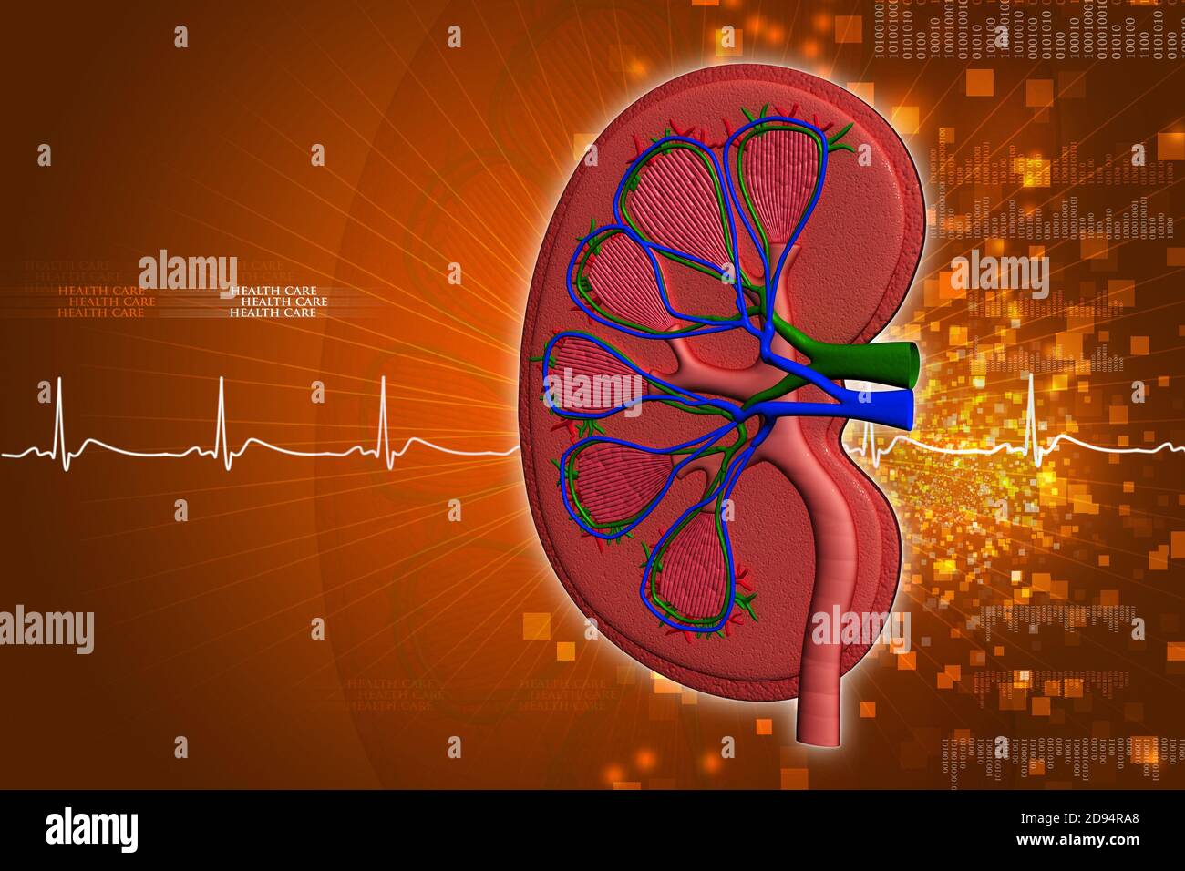 Human kidney in abstract background Stock Photo - Alamy