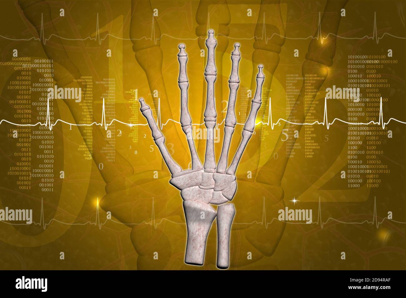 X ray wrist medical skeleton biology science anatomical hi-res stock ...