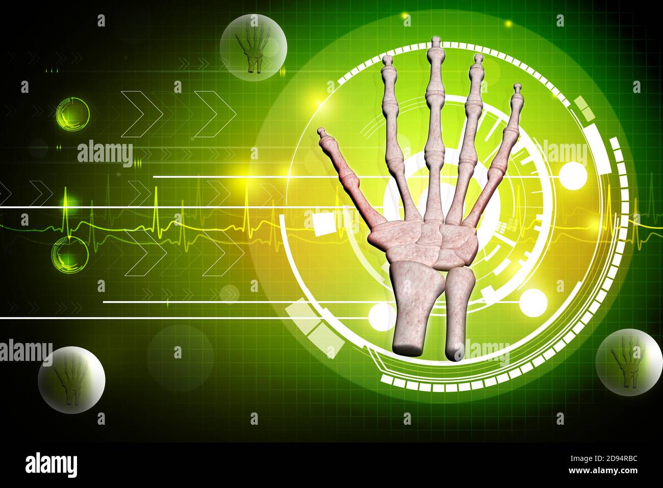 X ray wrist medical skeleton biology science anatomical hi-res stock ...