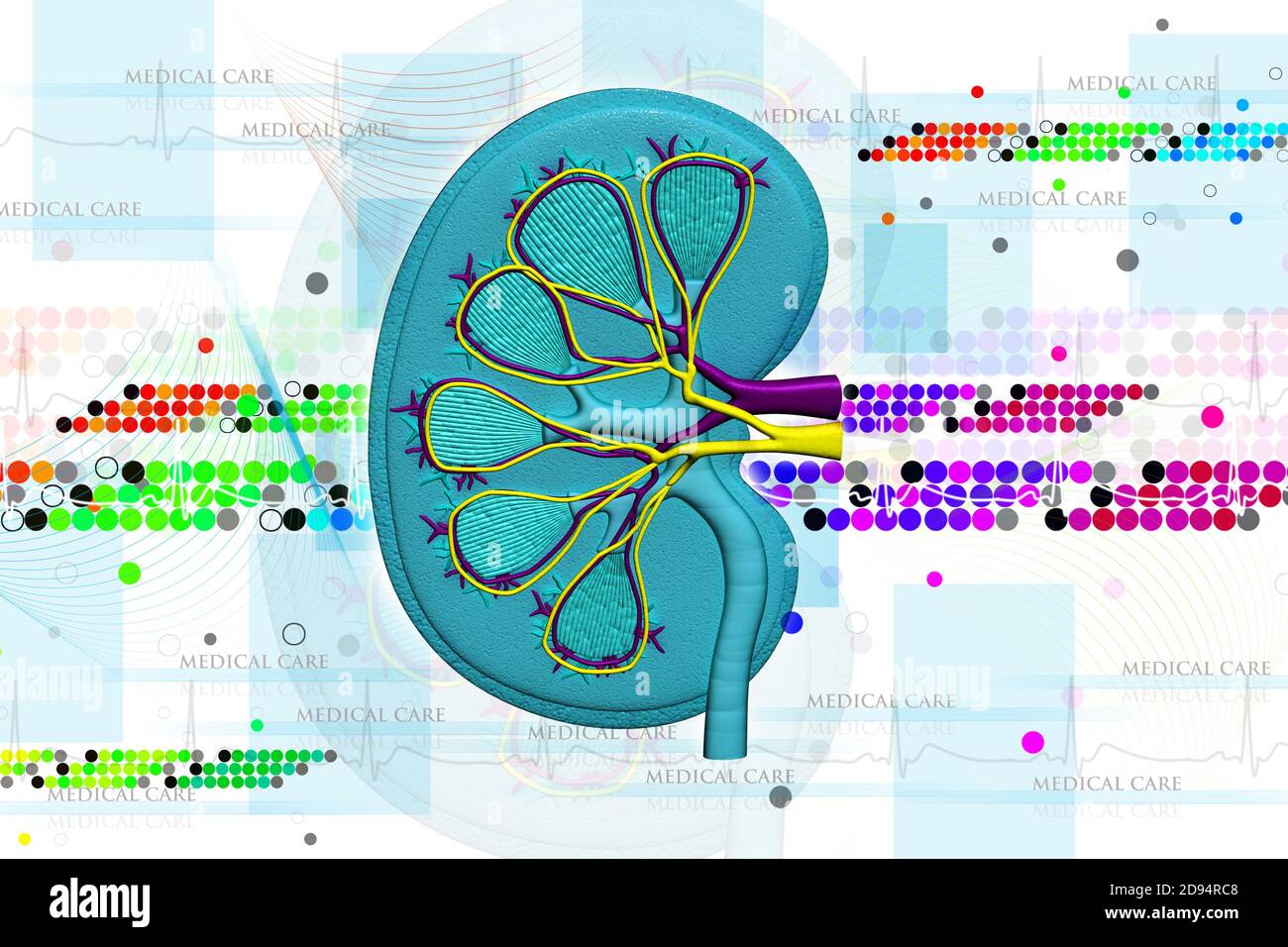 Human kidney in abstract background Stock Photo - Alamy