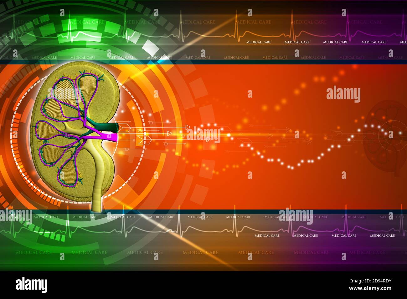 Human kidney in abstract background Stock Photo - Alamy