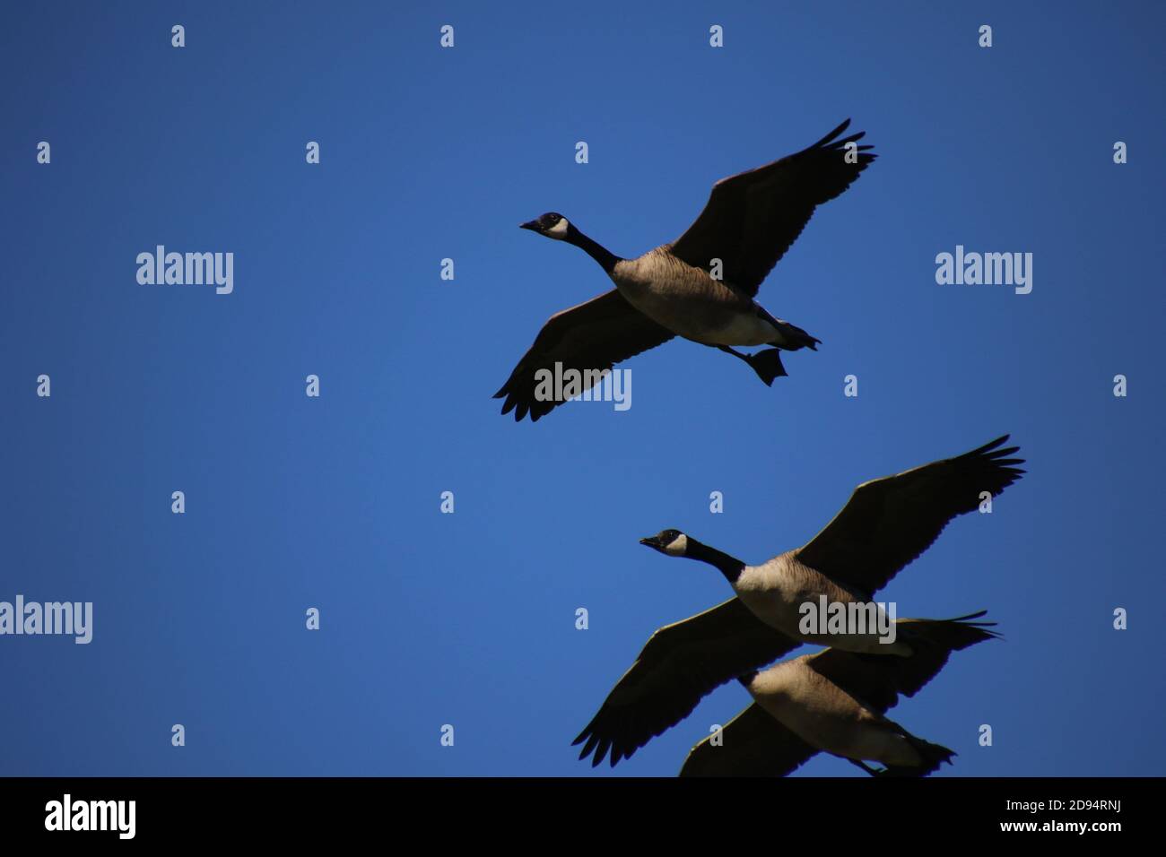 Three Canadian geese flying in a blue cloudless sky with blank space to ...