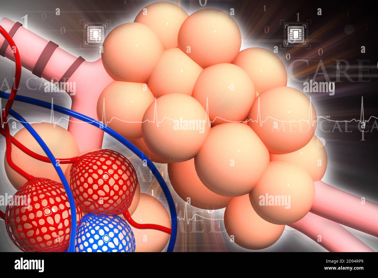 Alveoli of the human lungs hi-res stock photography and images - Alamy