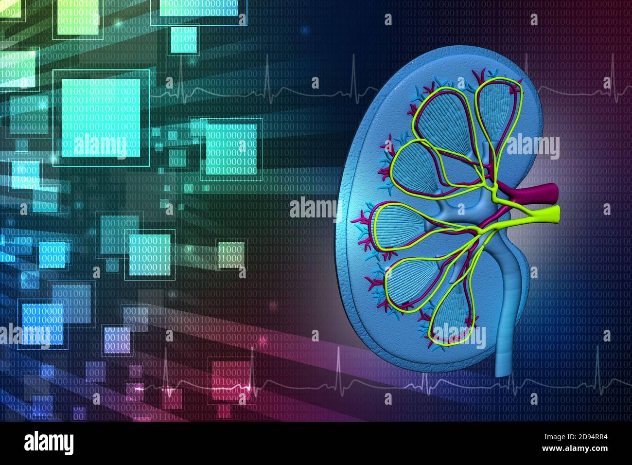 Human kidney in abstract background Stock Photo - Alamy